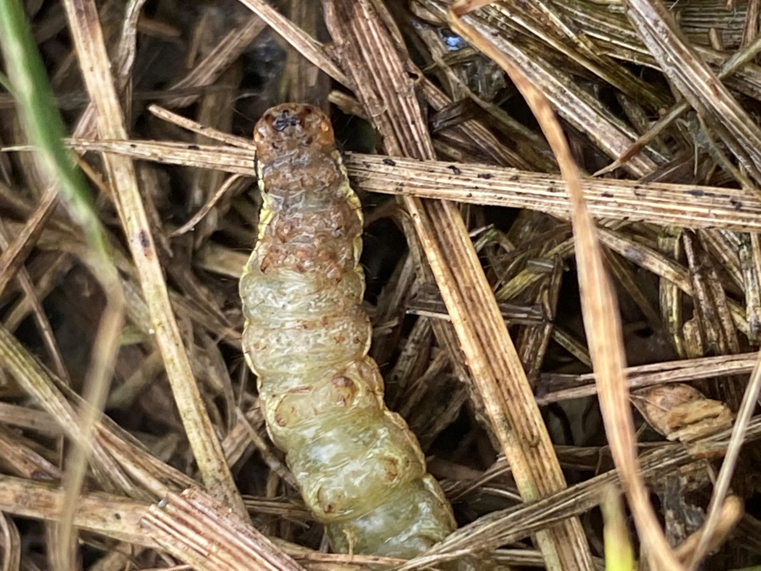 Fall Armyworms | Coffee County